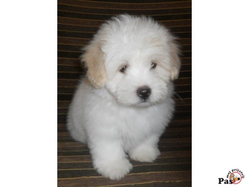 Oglasi Prodaja - Coton de tulear - Tulearski pas | Pas moj prijatelj ...