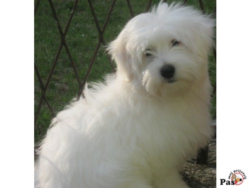 Oglasi Prodaja - Coton de tulear - Tulearski pas | Pas moj prijatelj ...