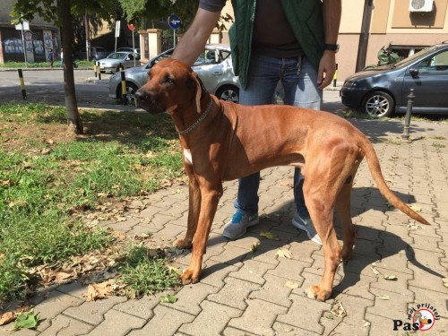 Oglasi Prodaja - Rodezijski ridžbek | Pas moj prijatelj - Sve o psima ...